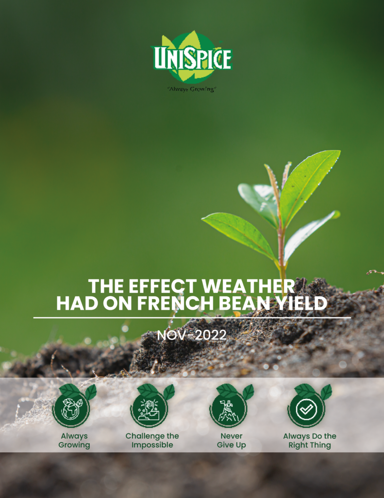 THE EFFECT WEATHERHAD ON FRENCH BEAN YIELD - UniSpice